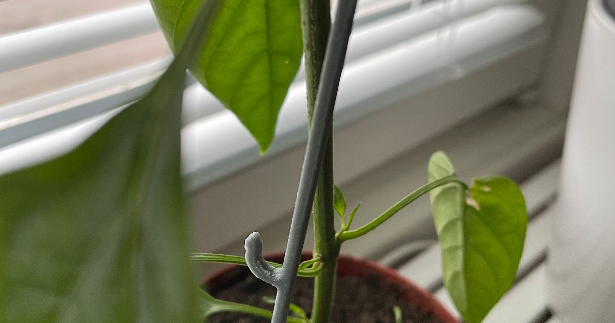 Fruit support hook by Robert | Download free STL model | Printables.com