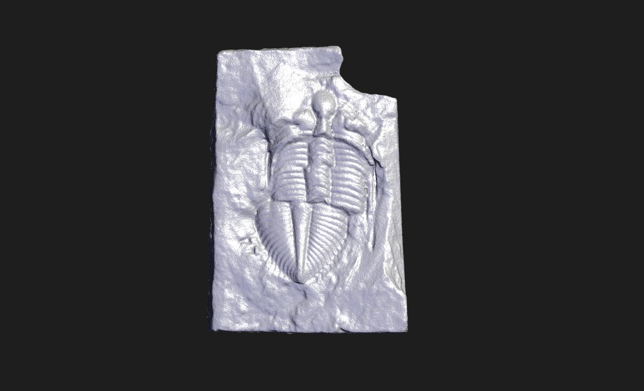 Trilobite Fossil - 3D Scanned by POP 3 Plus by Revopoint 3D | Download ...