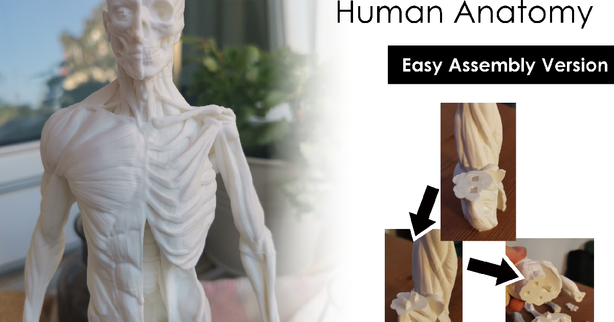 Ecorche (Easy Assembly) - Human Anatomy (25 cm tall) por Xipit ...