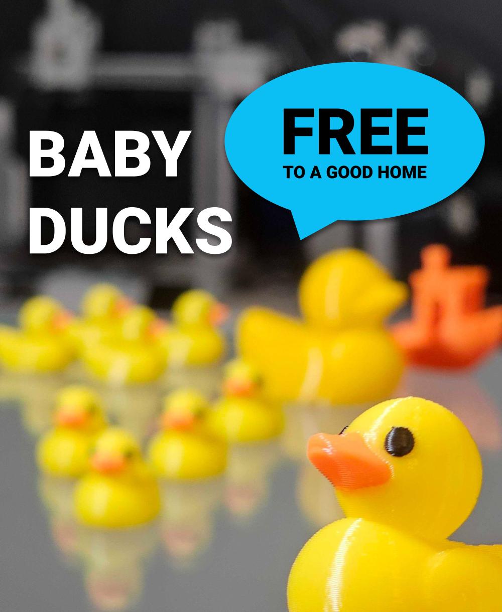 Baby Ducks | Multi-color 3mf included | Free to a good home by Karen ...