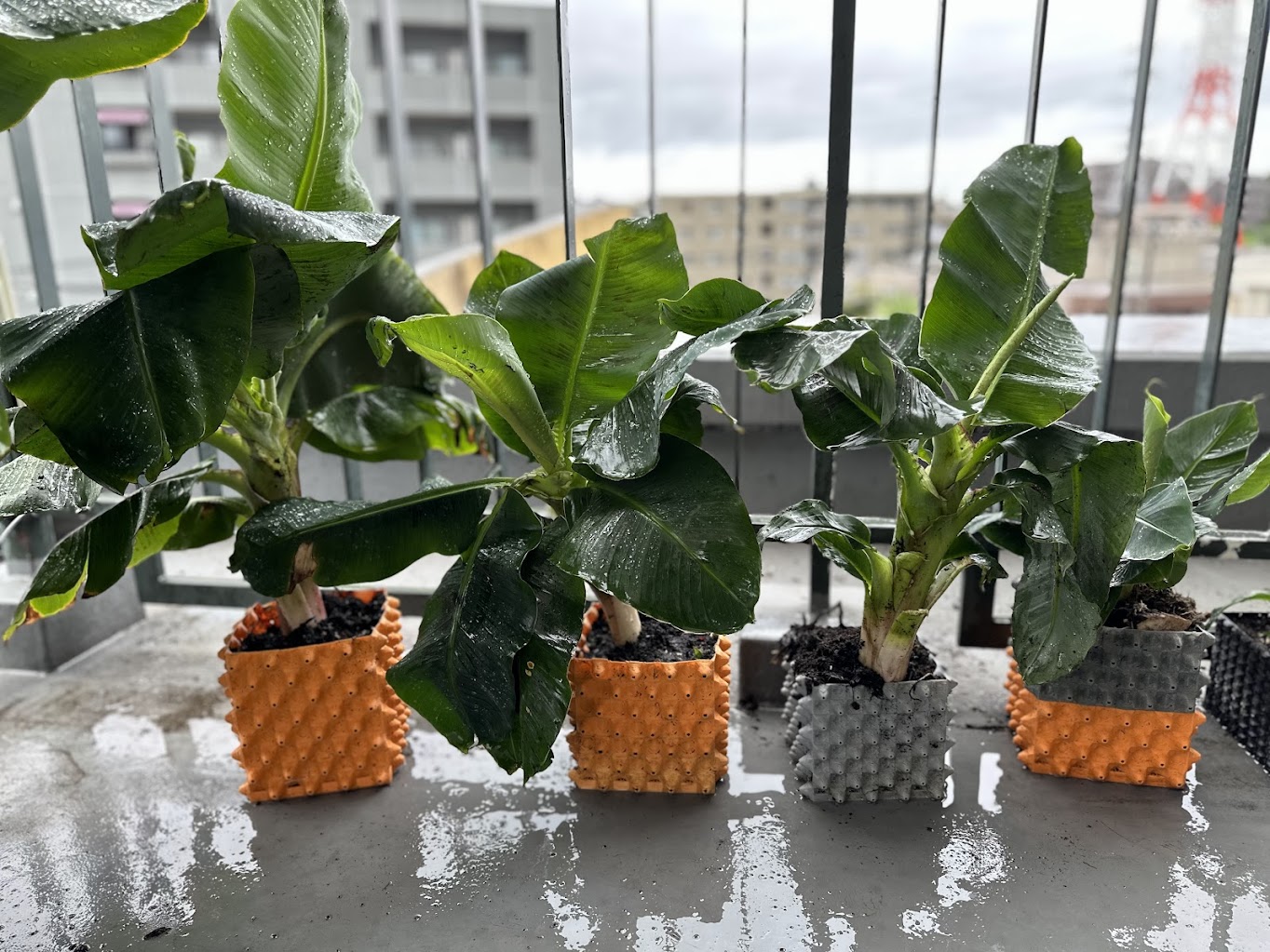Massive Root Growth Air Pruning Pot V2 by CodeName X | Download free ...