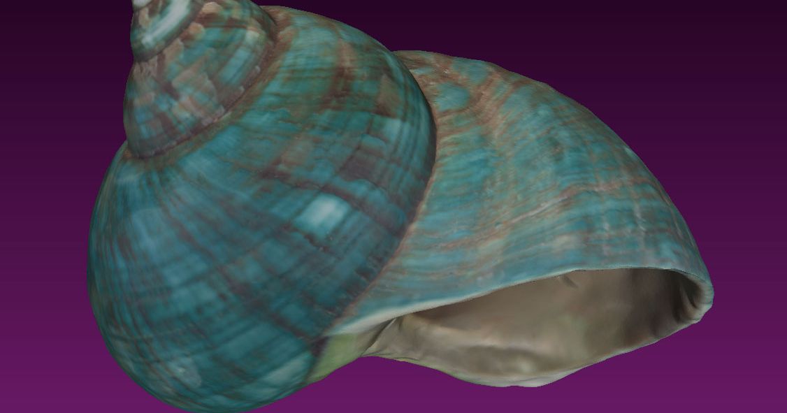 Spiral Sea Shell Photogrammetry by KaJashey | Download free STL model | Printables.com