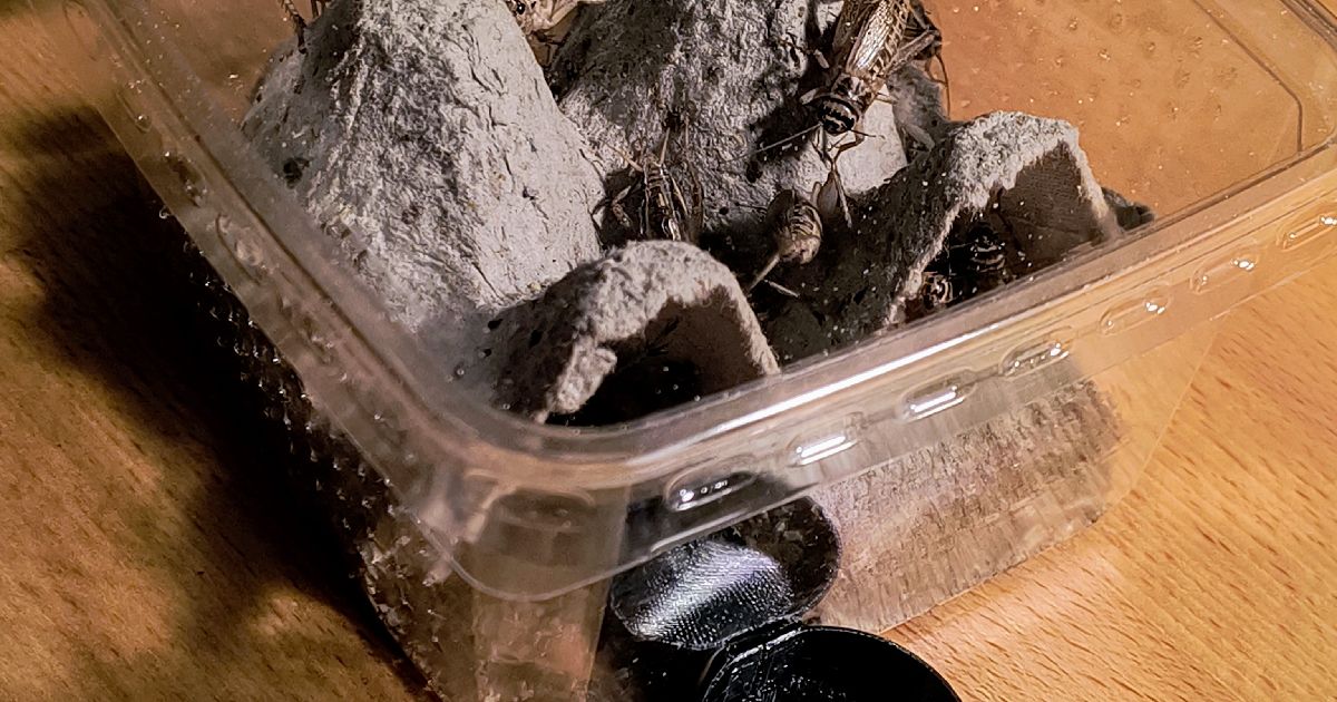 Water dish for feeding insects by Michal Pešek | Download free STL ...