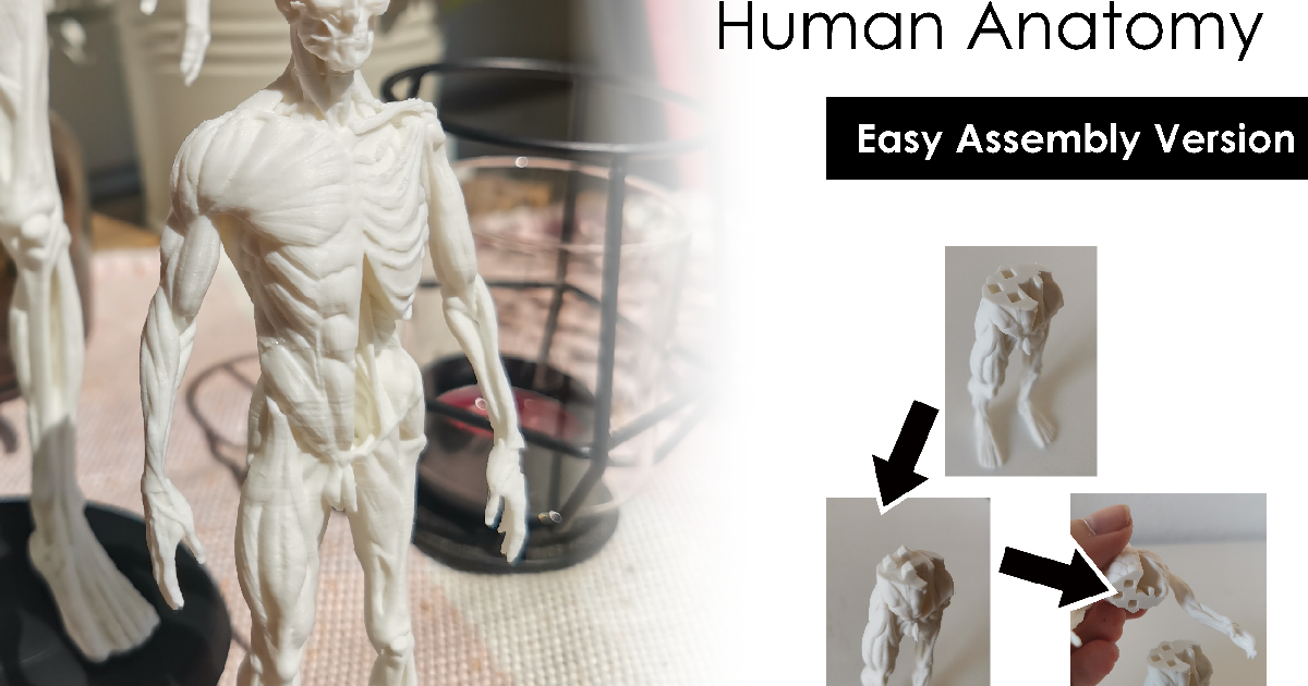 Ecorche (Easy Assembly) - Human Anatomy (12 cm tall) por Xipit ...