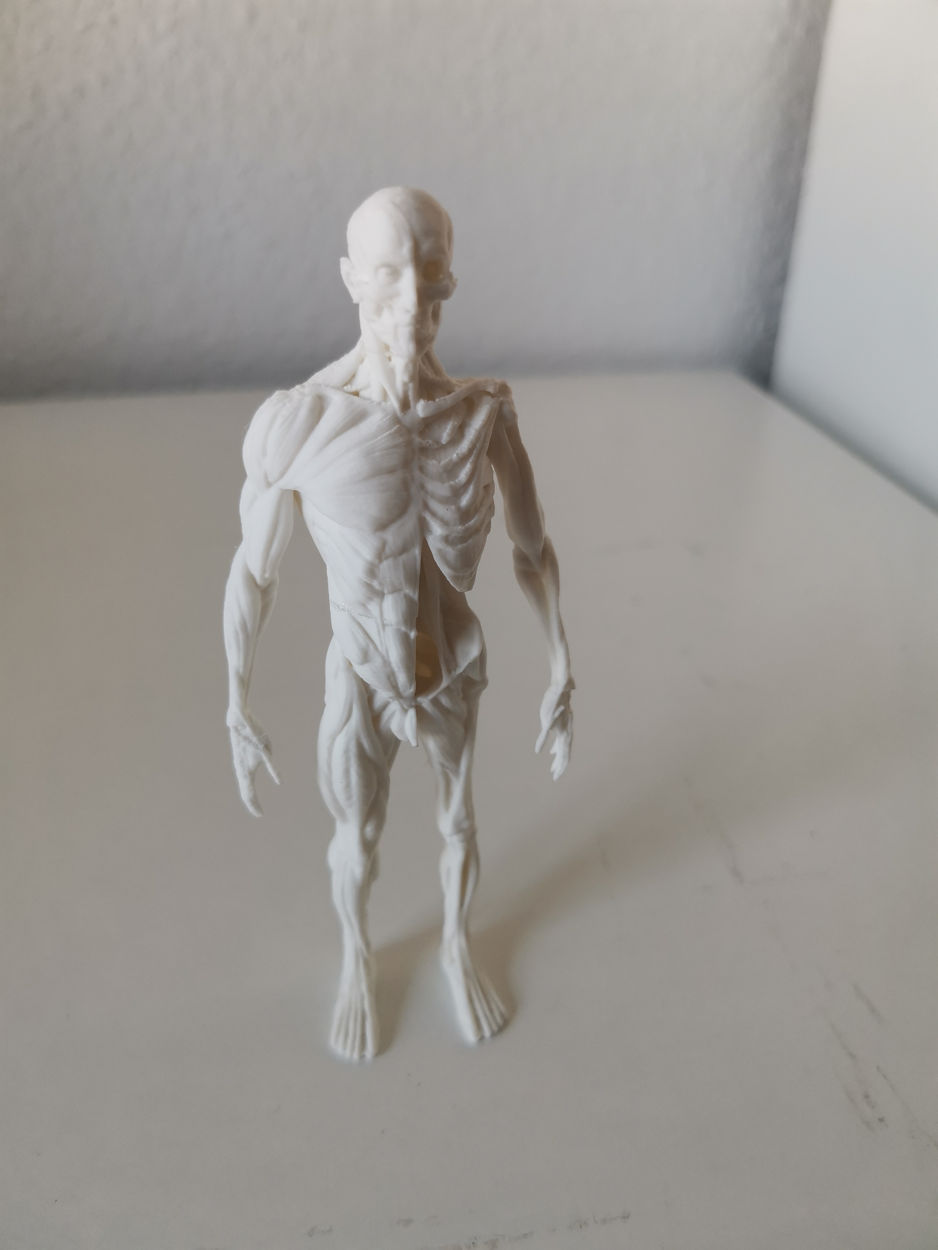 Ecorche (Easy Assembly) - Human Anatomy (12 cm tall) by Xipit ...